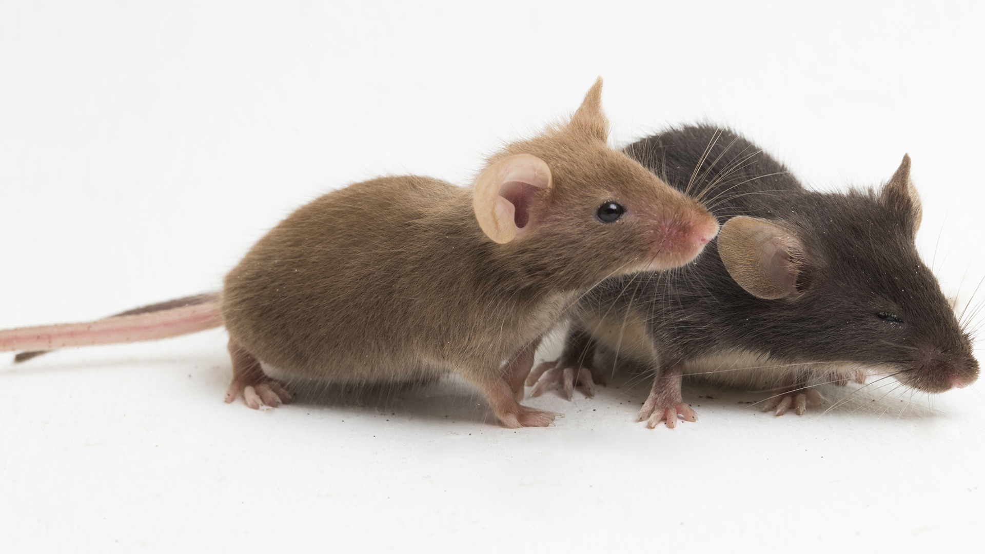 Pourquoi la présence des rongeurs dans les habitations est-elle en ...